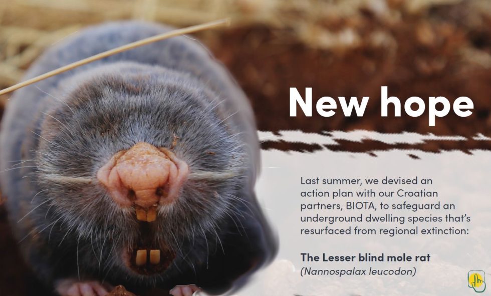 The Last Refuge of the Lesser Blind Mole Rat: A Conservation Story | BIOTA