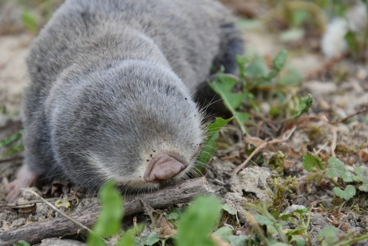 The Last Refuge of the Lesser Blind Mole Rat: A Conservation Story | BIOTA